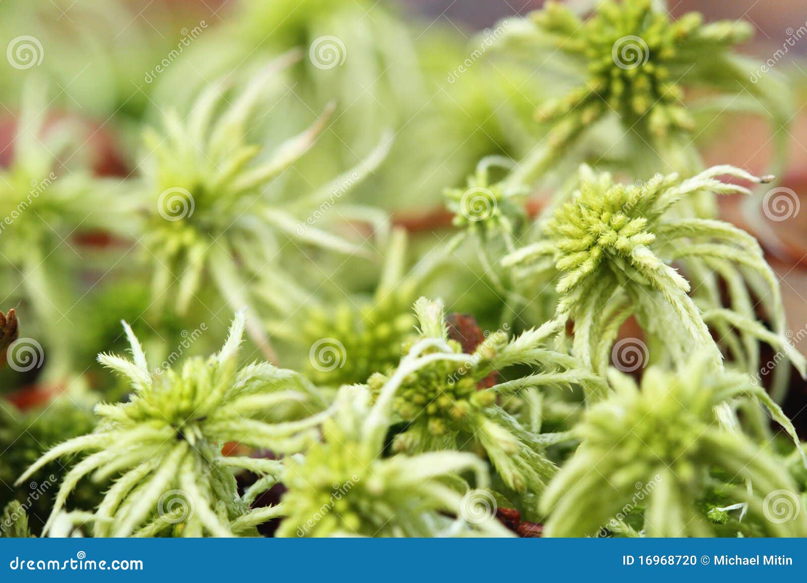 Musgo de turba (Sphagnum) foto de archivo. Imagen de primer - 16968720