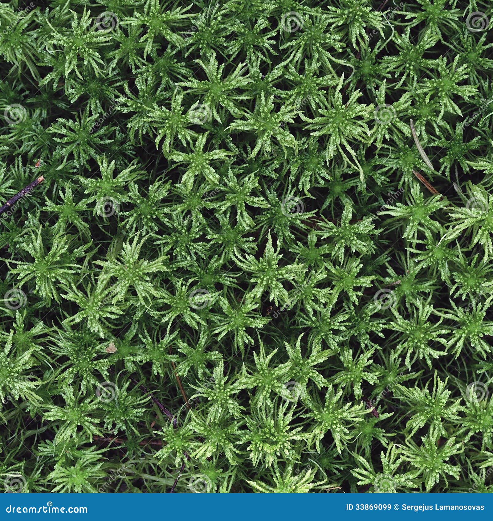 Musgo de turfa verde imagem de stock. Imagem de detalhe - 33869099