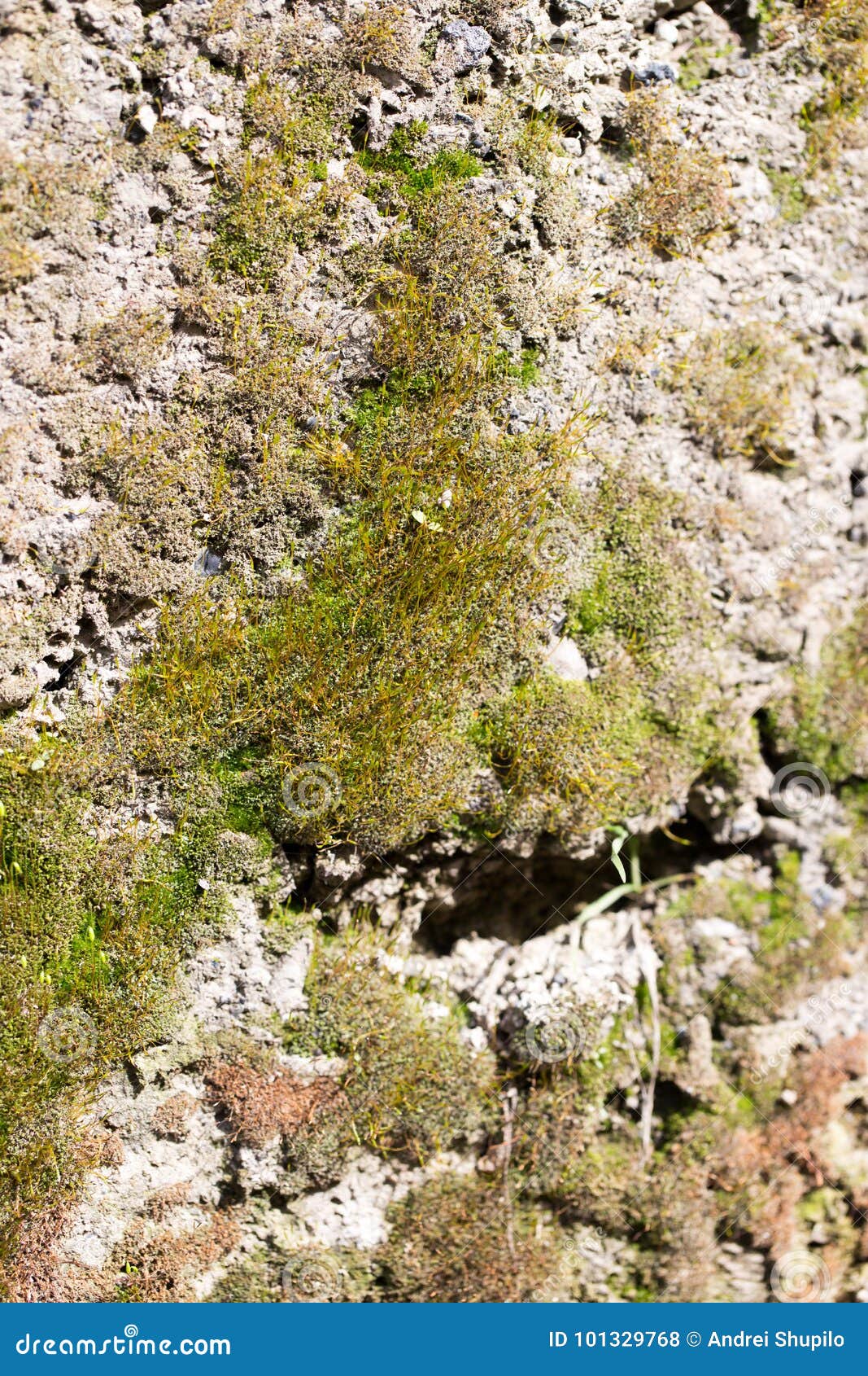 Musgo Em Um Muro De Cimento Foto de Stock - Imagem de parede, nave ...
