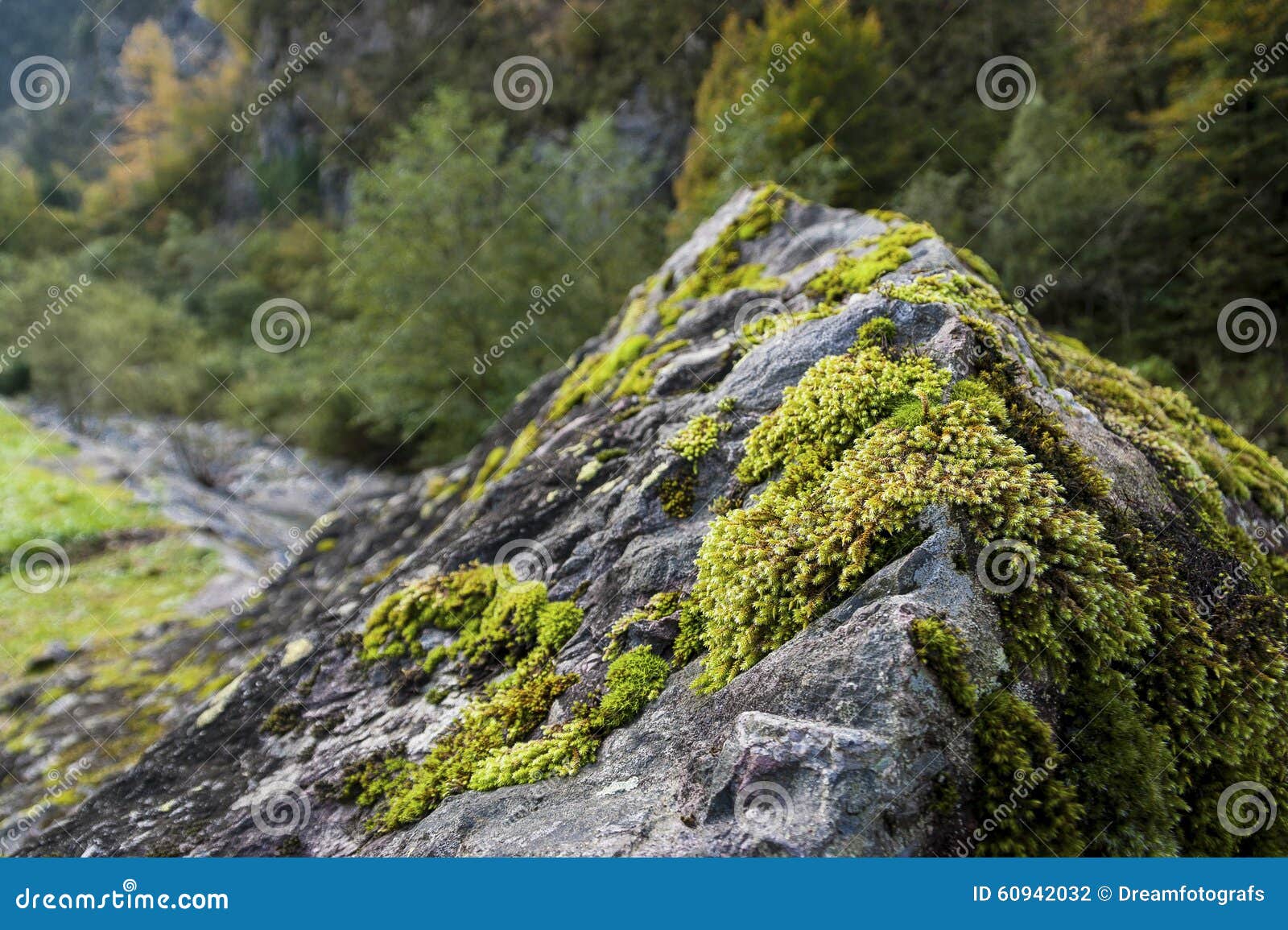Musgo em uma rocha foto de stock. Imagem de topetes, vale - 60942032