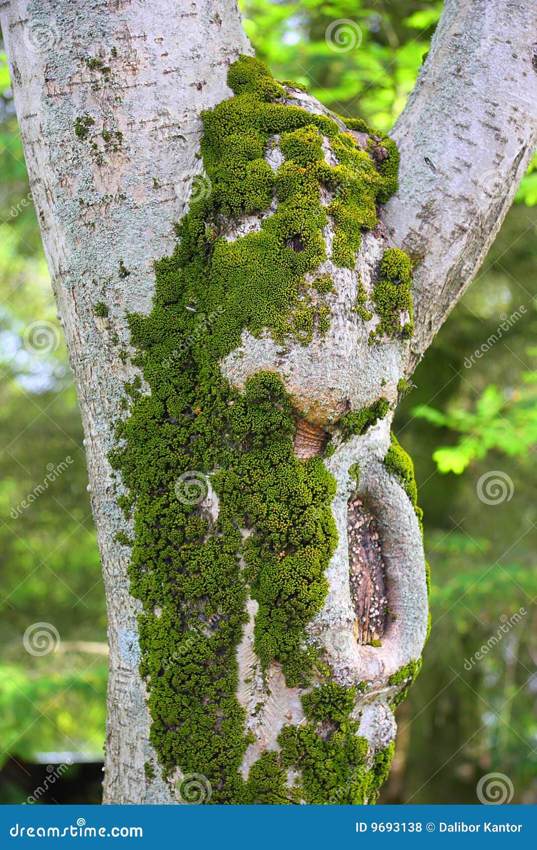 Musgo en árbol foto de archivo. Imagen de fondo, roble - 9693138
