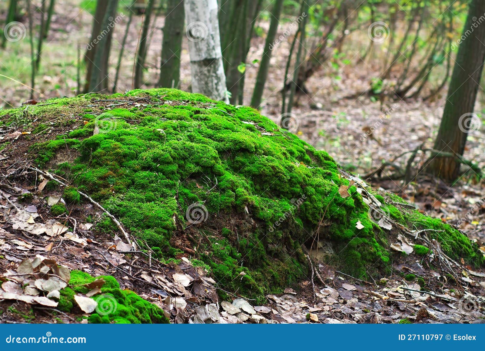 Musgo en bosque. imagen de archivo. Imagen de cubo, fresco - 27110797