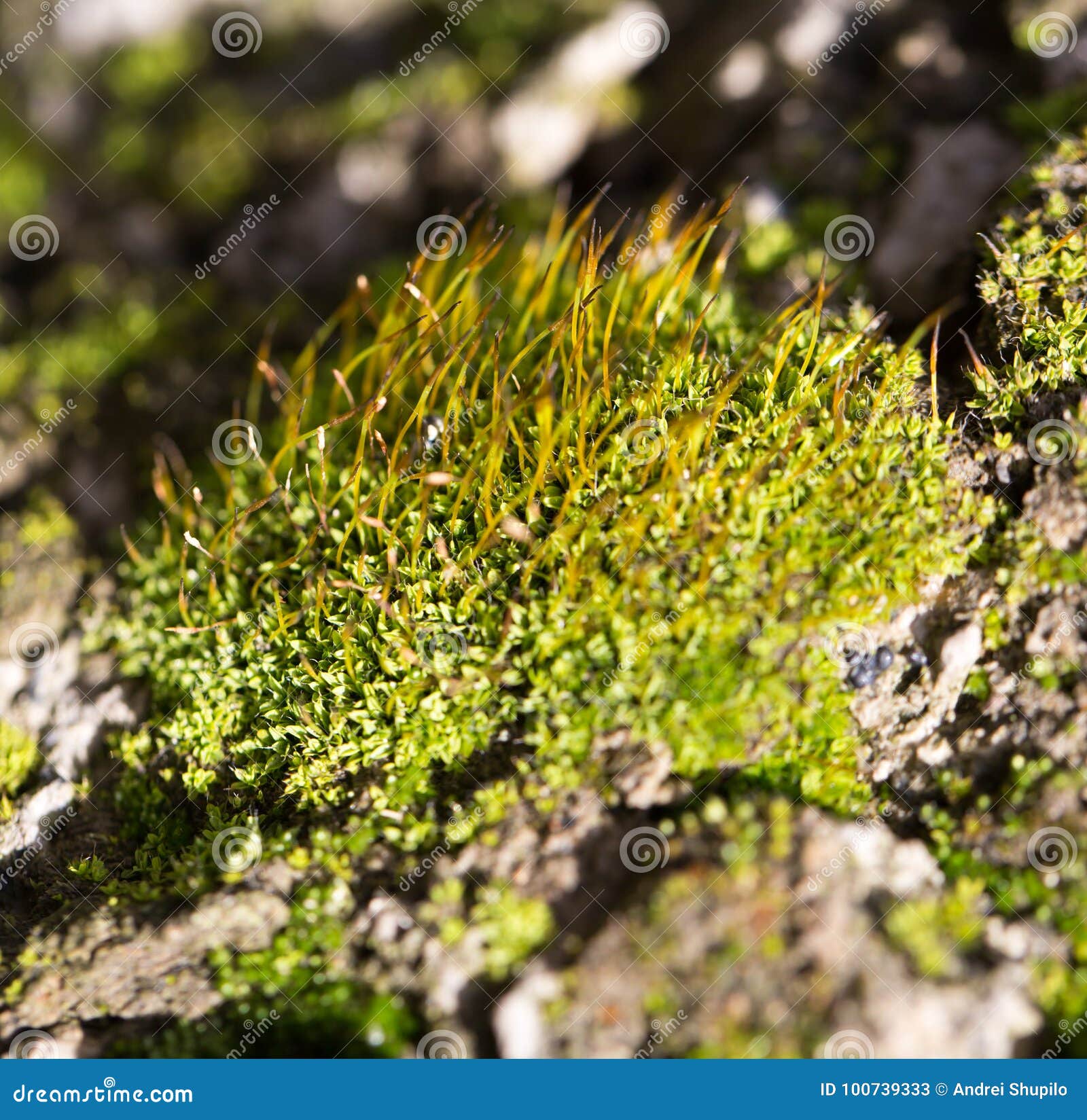 Musgo en el concreto Macro imagen de archivo. Imagen de tierra - 100739333