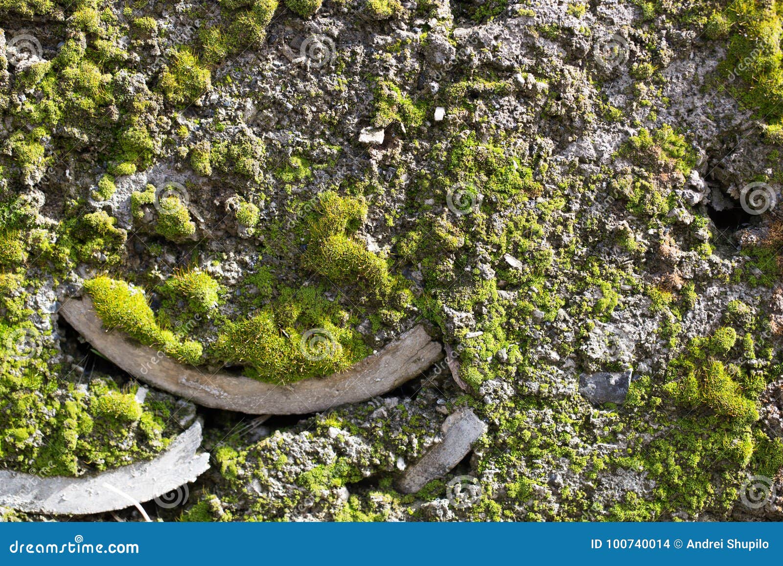 Musgo en el concreto Macro foto de archivo. Imagen de crecimiento ...