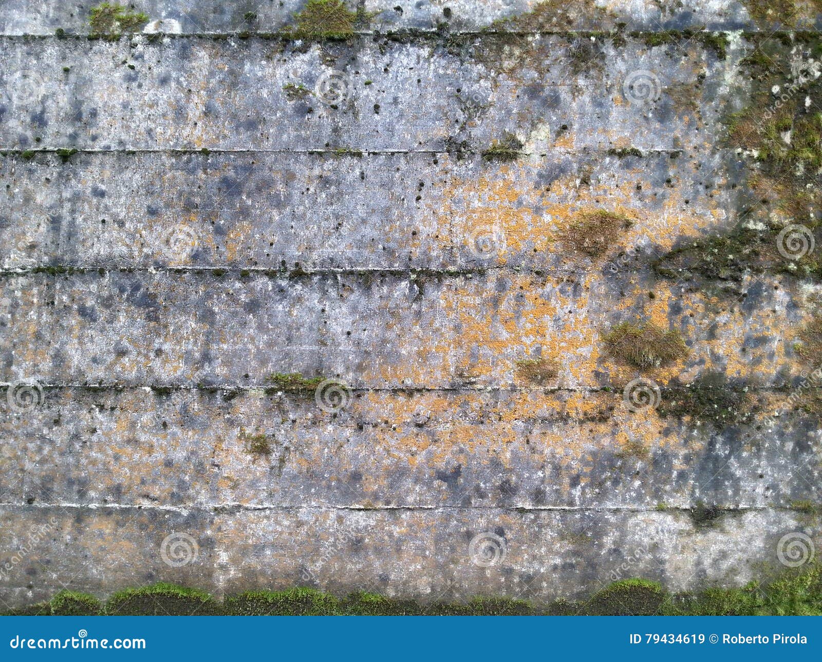 Musgo En El Muro De Cemento Viejo Imagen de archivo - Imagen de fondo ...