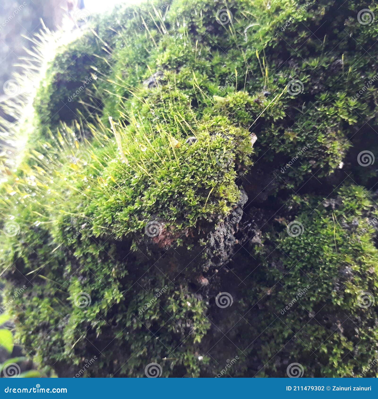 Musgo en la roca foto de archivo. Imagen de mojado, roca - 211479302