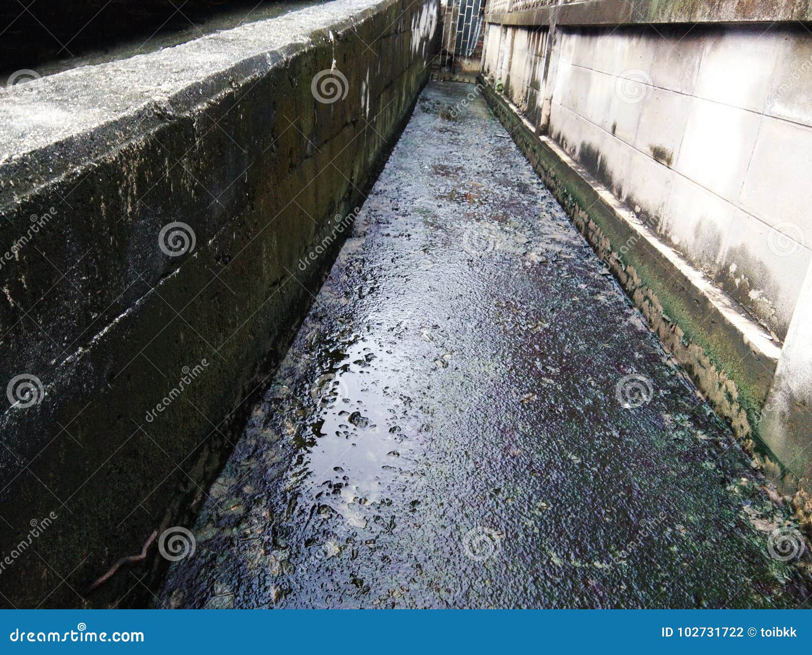 Musgo En La Trayectoria Del Cemento Foto de archivo - Imagen de mancha ...
