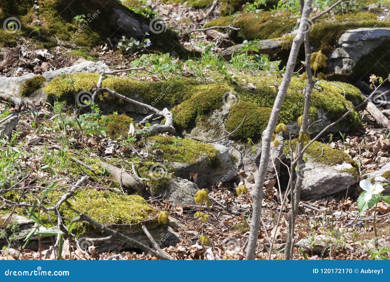 Musgo en rocas en bosque foto de archivo. Imagen de grande - 120172170
