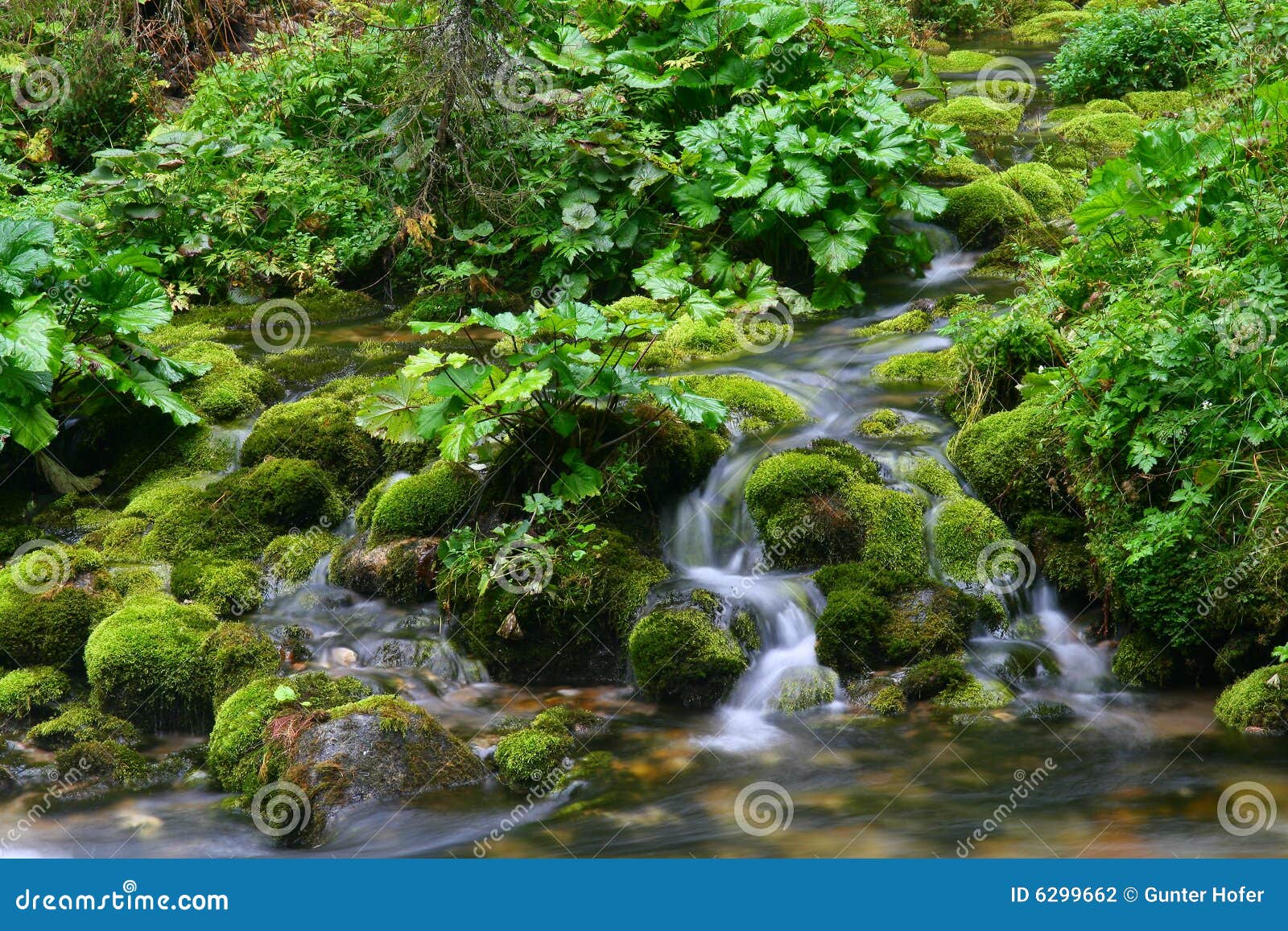 Musgo en rocas del río foto de archivo. Imagen de mojado - 6299662