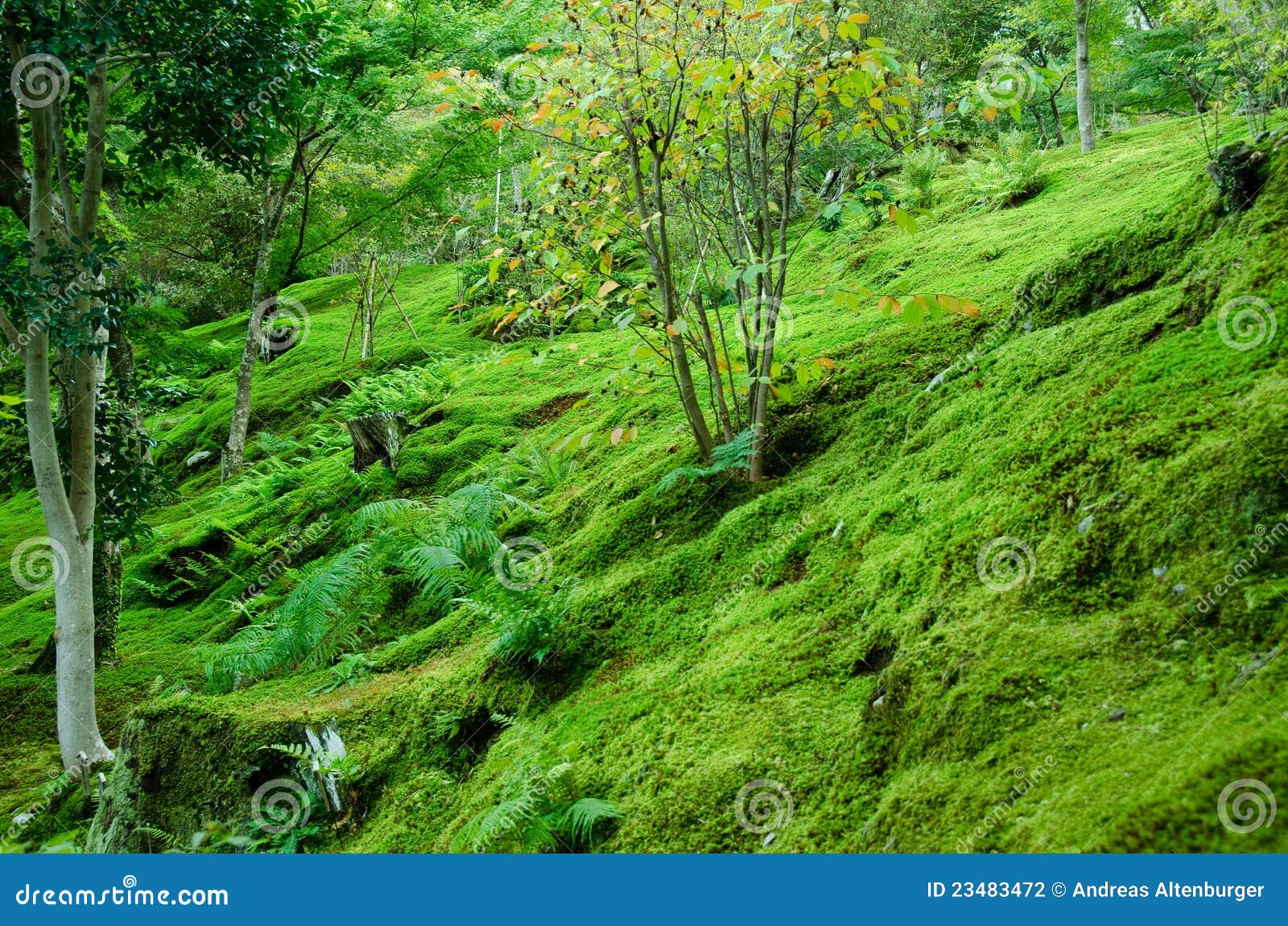 Musgo en suelo del bosque foto de archivo. Imagen de sereno - 23483472