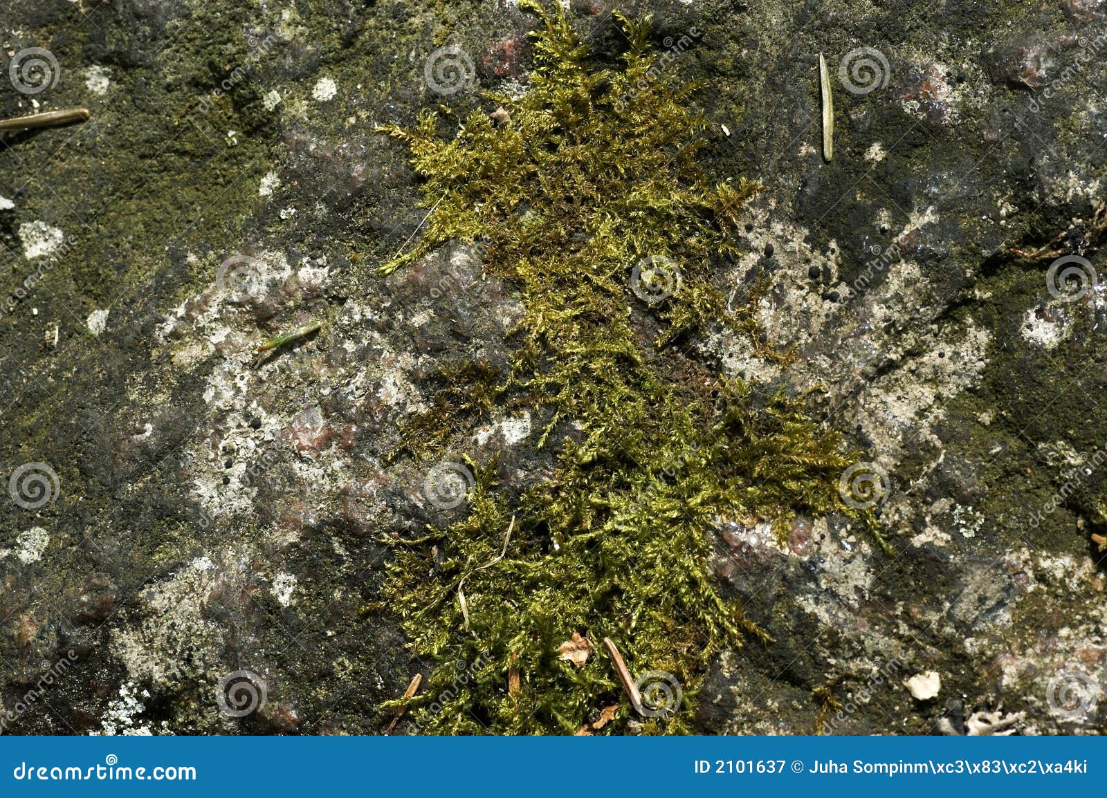 Musgo en una roca imagen de archivo. Imagen de hierba - 2101637