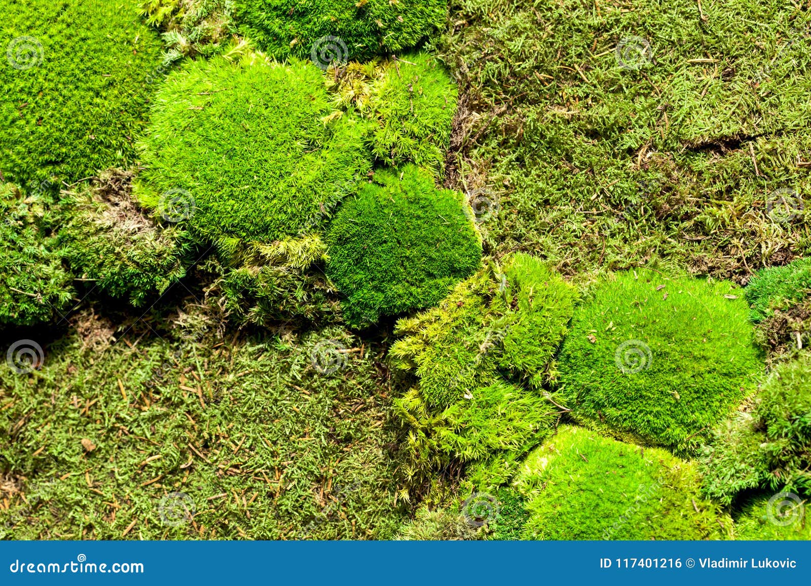 Musgo La textura del musgo foto de archivo. Imagen de flora - 117401216