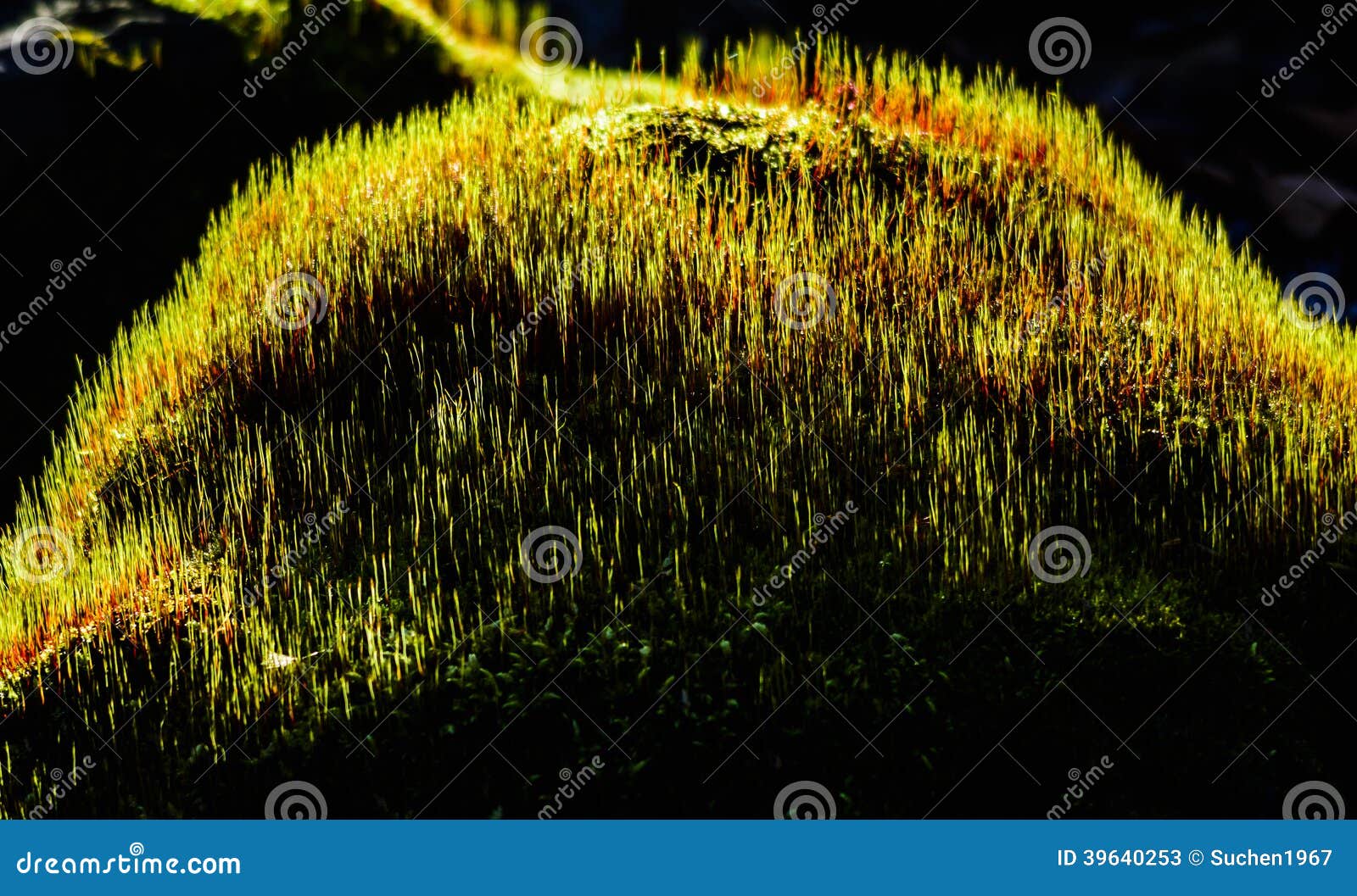 Musgo na rocha imagem de stock. Imagem de mola, verde - 39640253