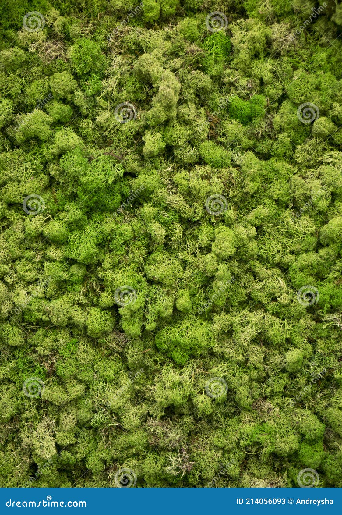 Musgo Natural. Textura De Fundo Verde Do Musgo Imagem de Stock - Imagem ...