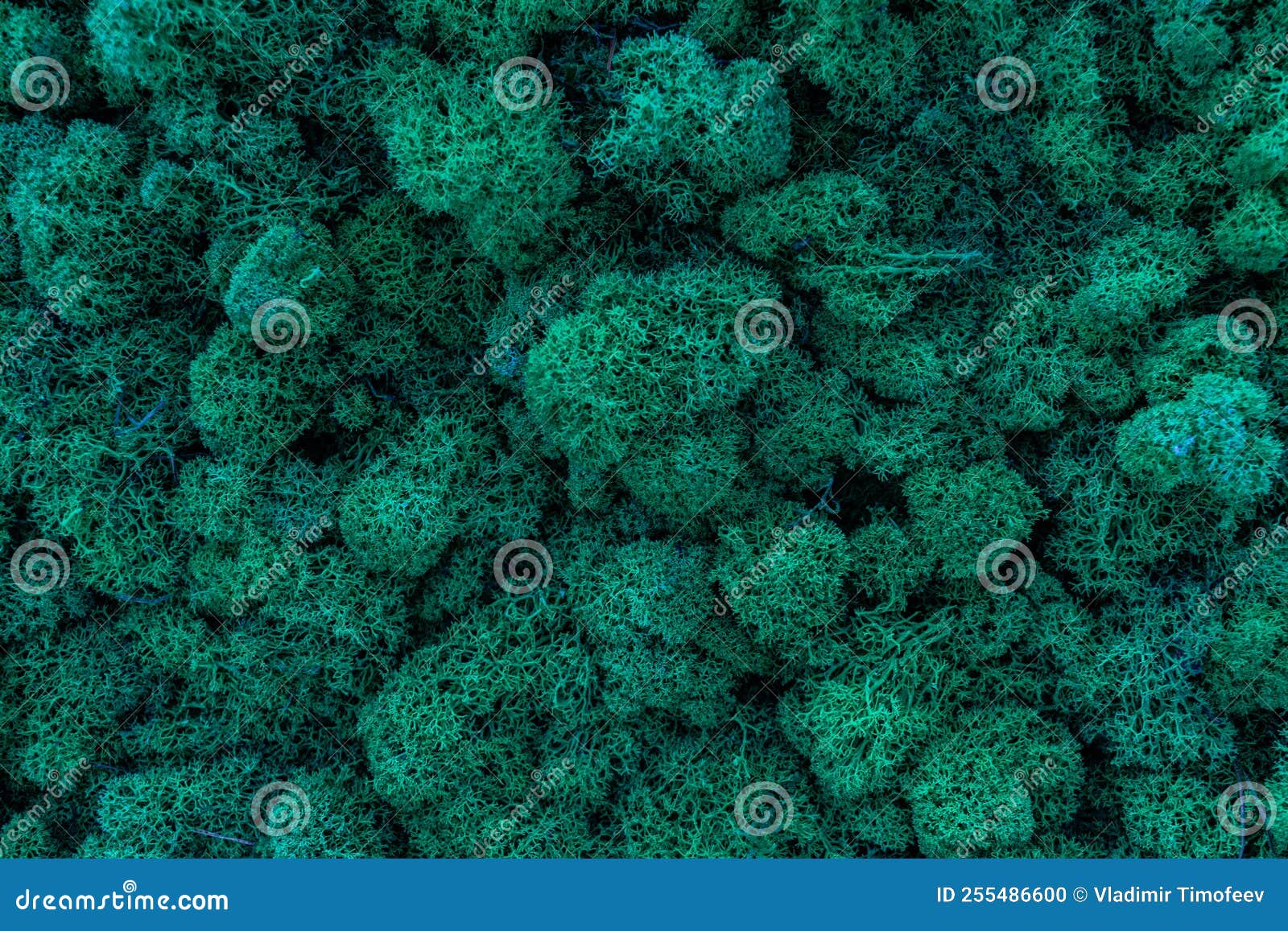 Musgo Natural. Textura De Fundo Verde Do Musgo. Foto de Stock - Imagem ...
