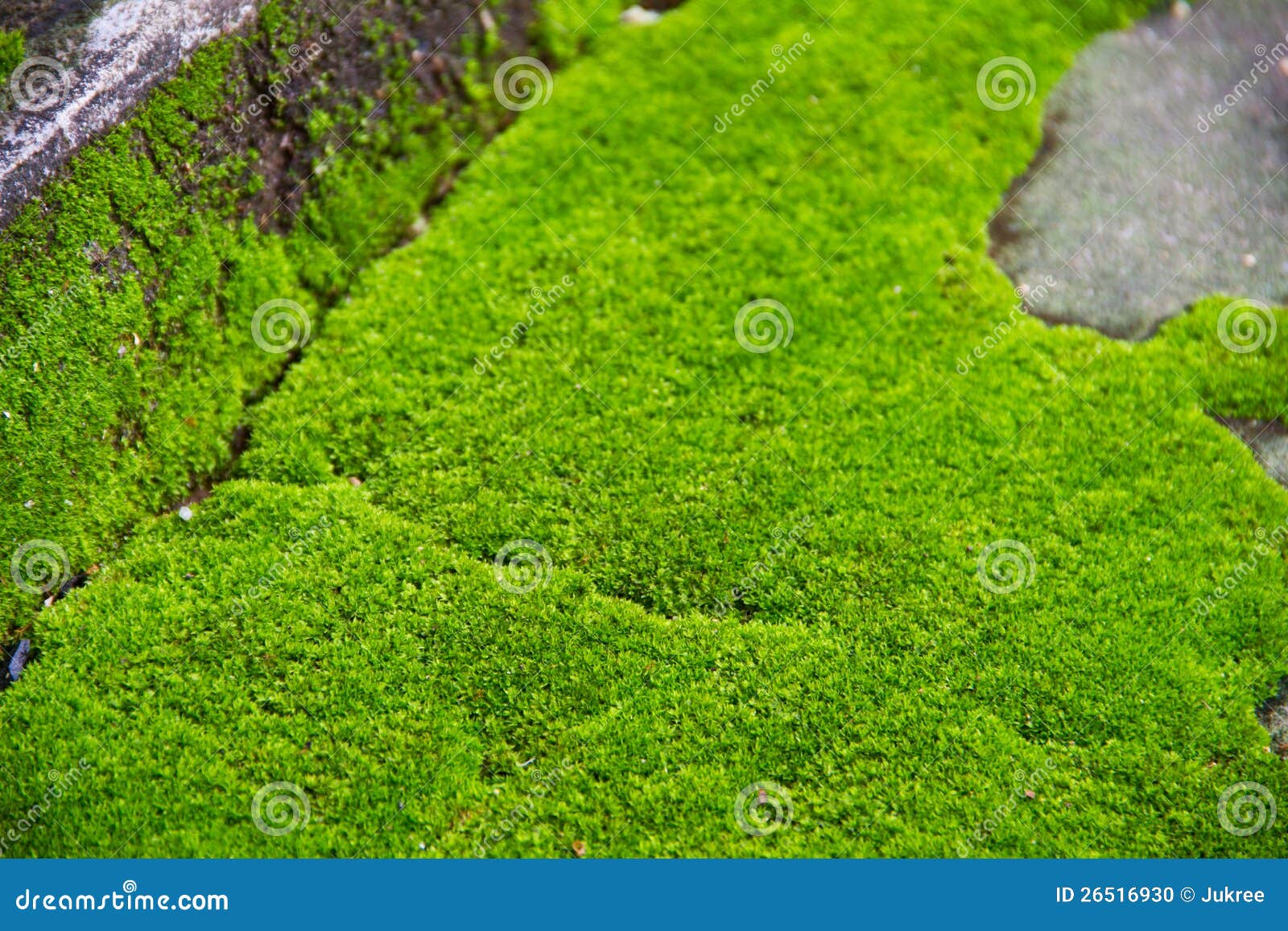 Musgo natural verde fresco foto de stock. Imagem de vida - 26516930