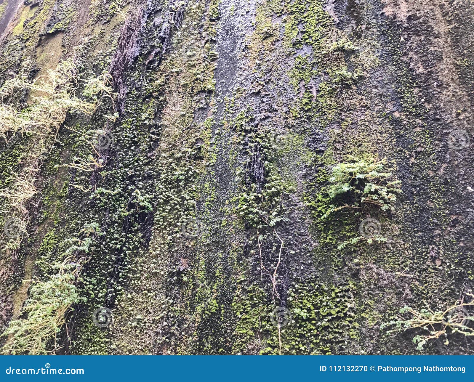 Musgo No Fundo Do Muro De Cimento Foto de Stock - Imagem de envelhecido ...