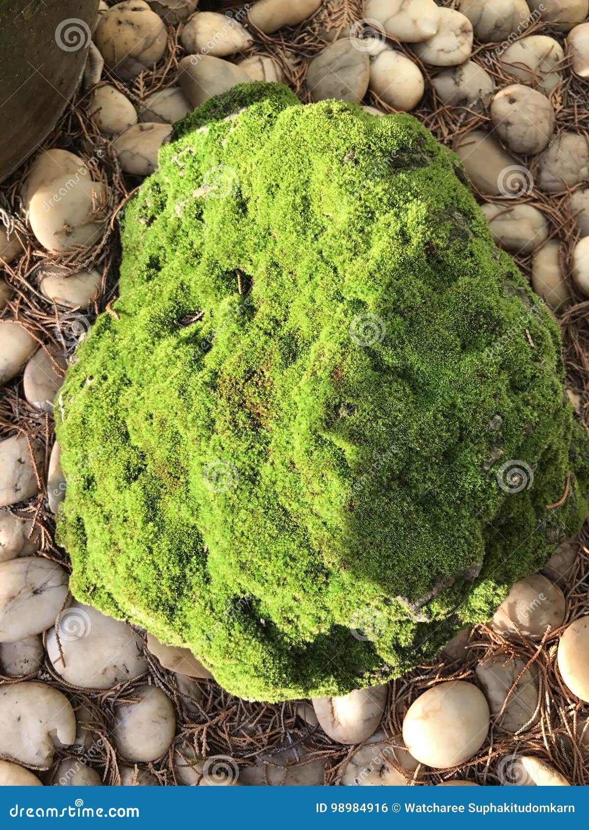 Musgo que crece en la roca foto de archivo. Imagen de cubo - 98984916