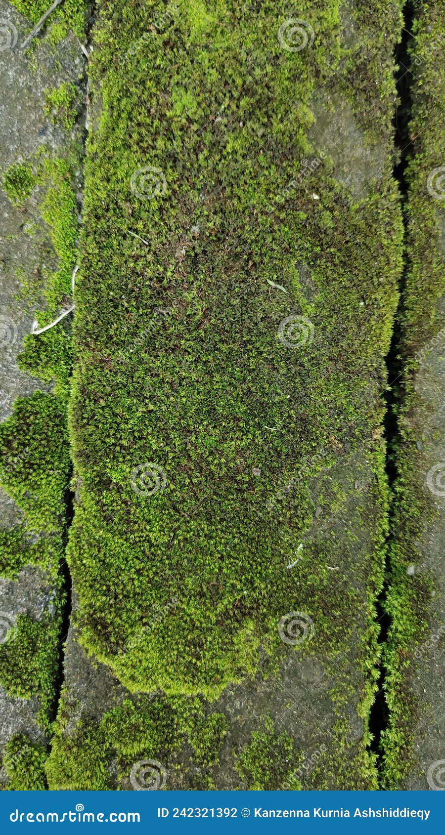 Musgo Que Cresce Na Ponte De Cimento Foto de Stock - Imagem de produto ...