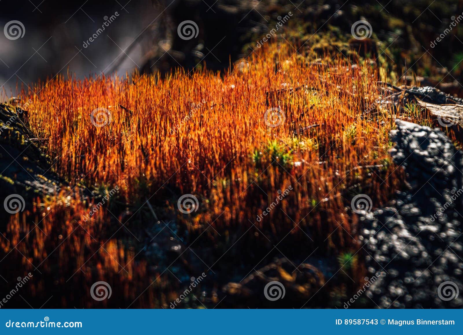 Musgo rojo en el carbón imagen de archivo. Imagen de colorido - 89587543