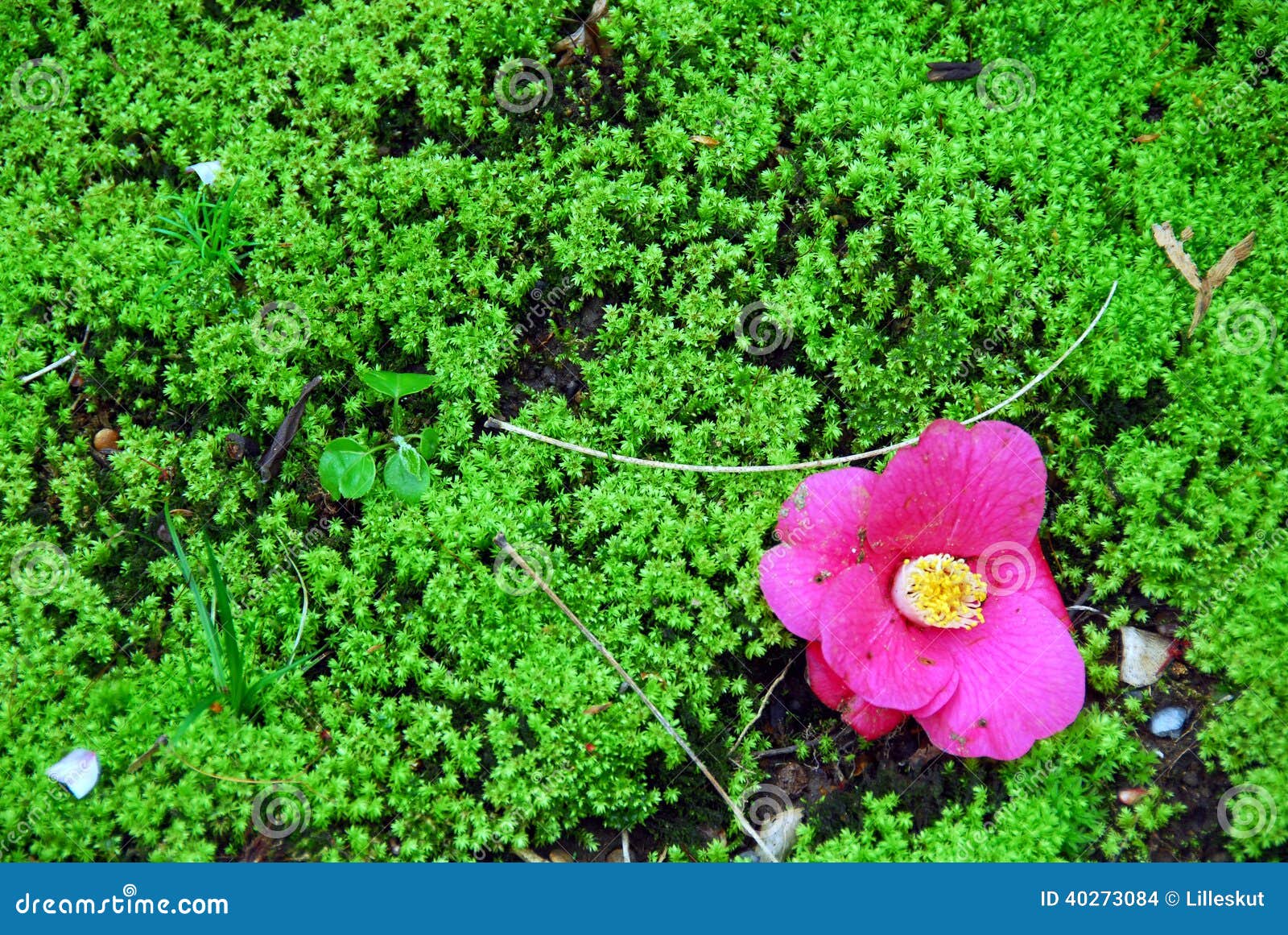 Musgo Rosado Del Verde De La Flor Foto de archivo - Imagen de standing ...