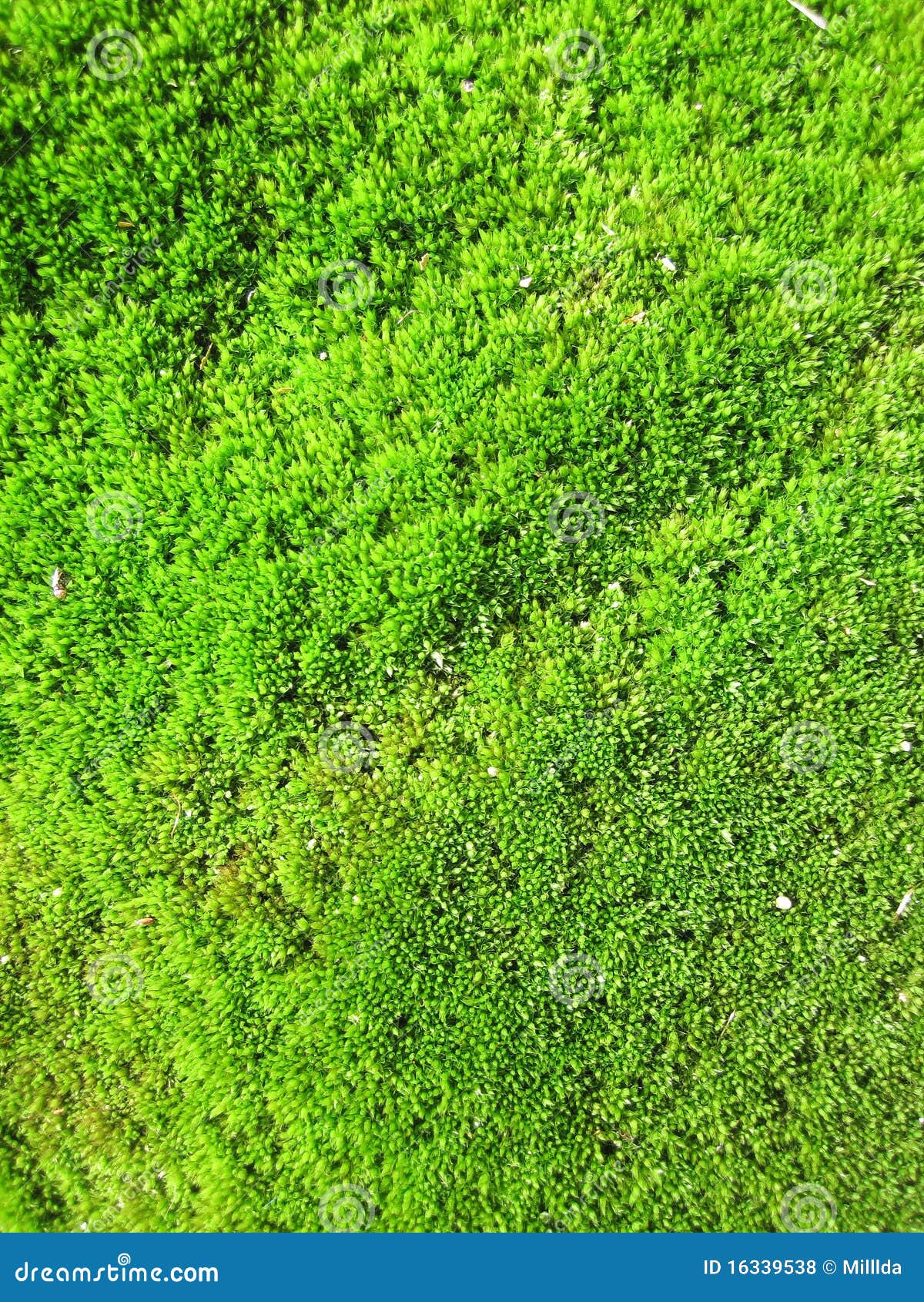 Musgo verde foto de archivo. Imagen de vivo, verano, cubo - 16339538