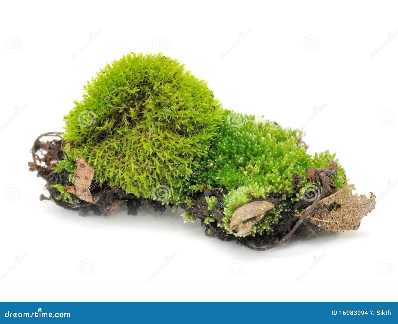 Musgo verde foto de stock. Imagem de verde, recluso, ninguém - 16983994