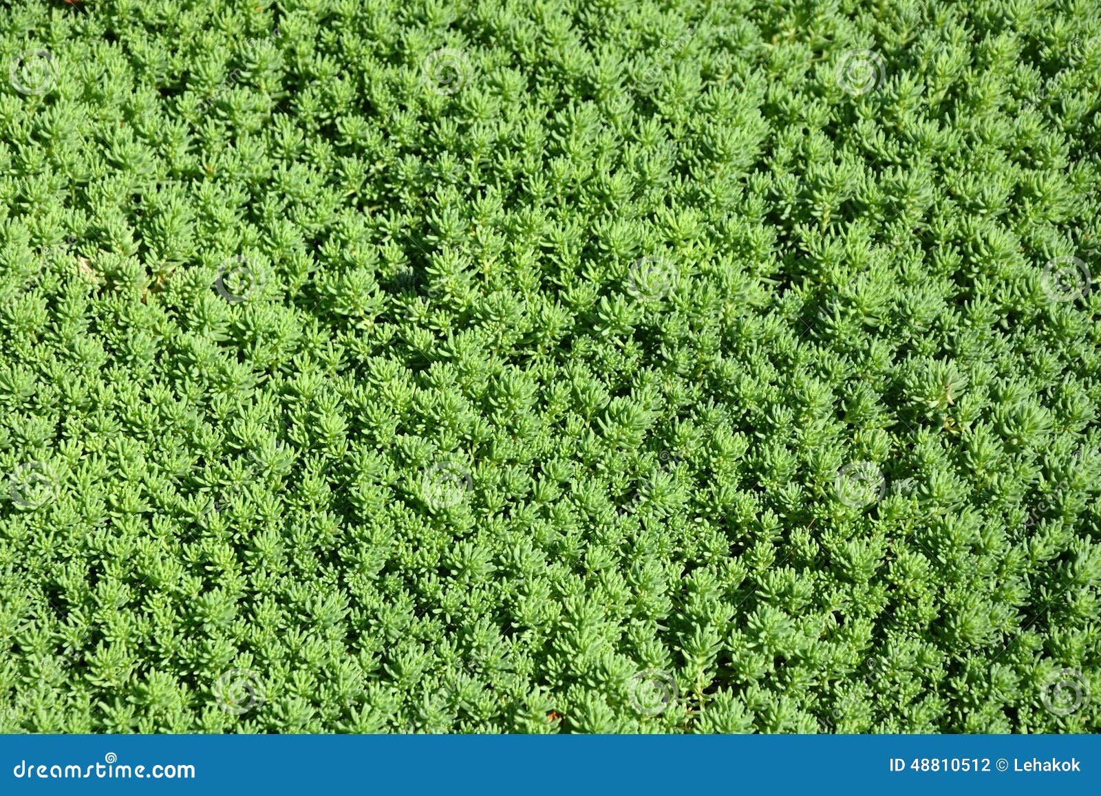 Musgo verde foto de stock. Imagem de nave, grama, macro - 48810512