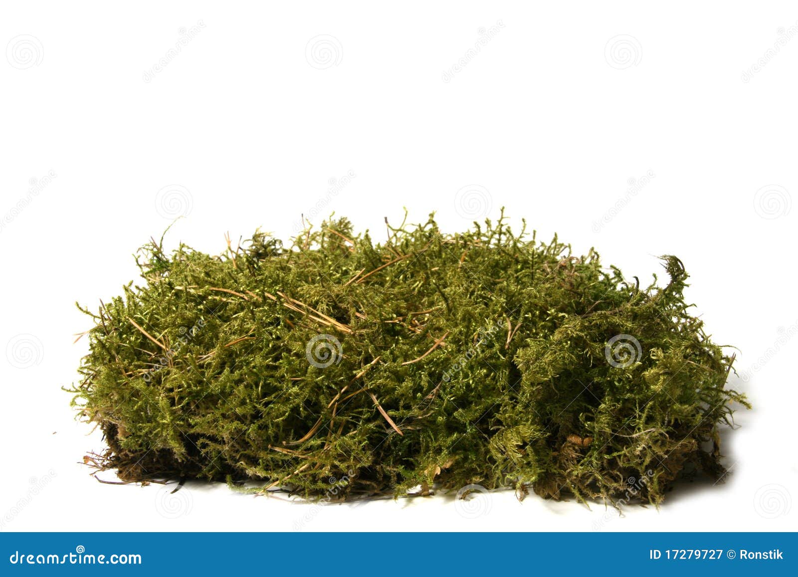 Musgo verde da floresta imagem de stock. Imagem de ambiente - 17279727