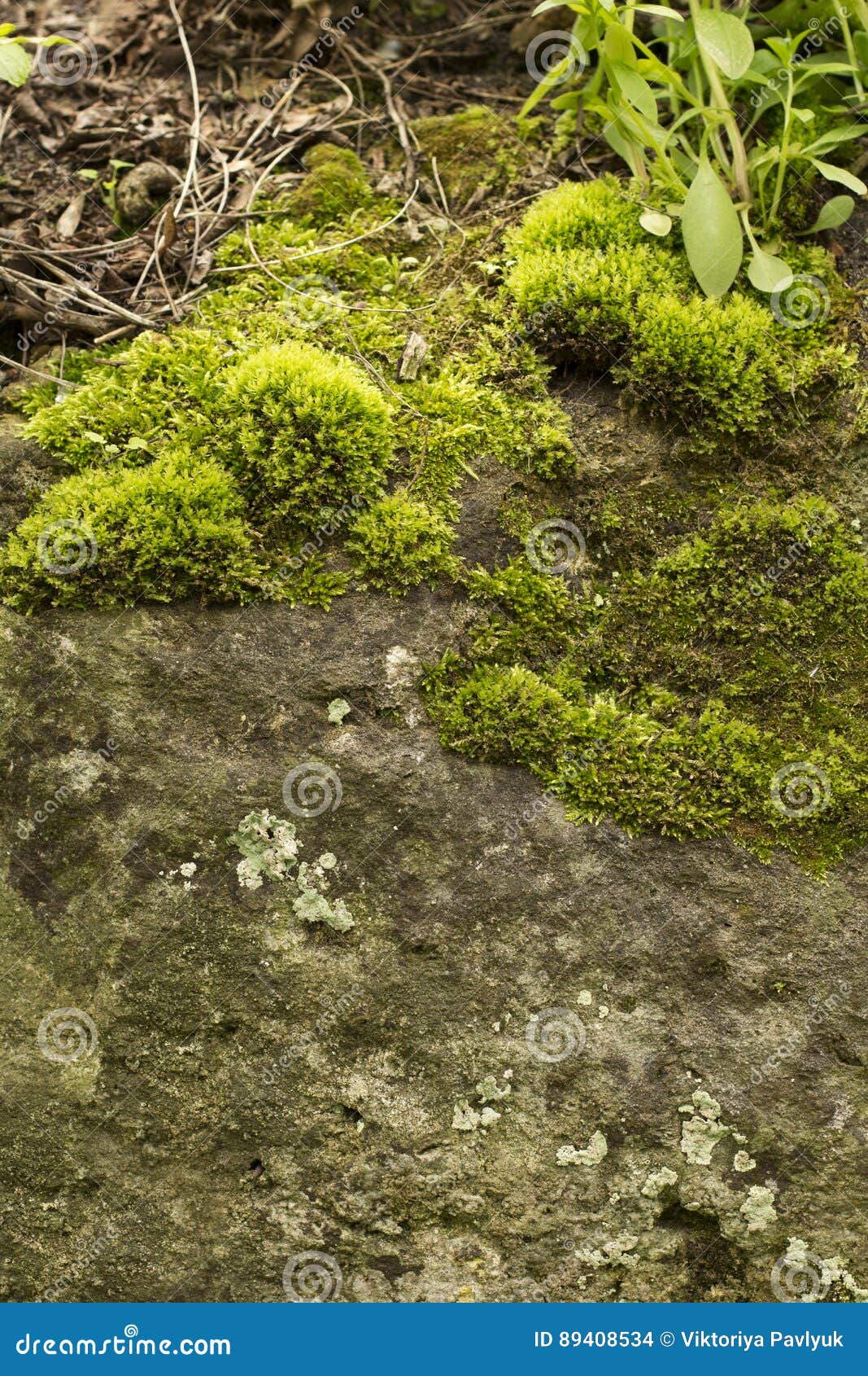 Musgo Verde En La Roca Vieja Foto de archivo - Imagen de liquen, musgo ...