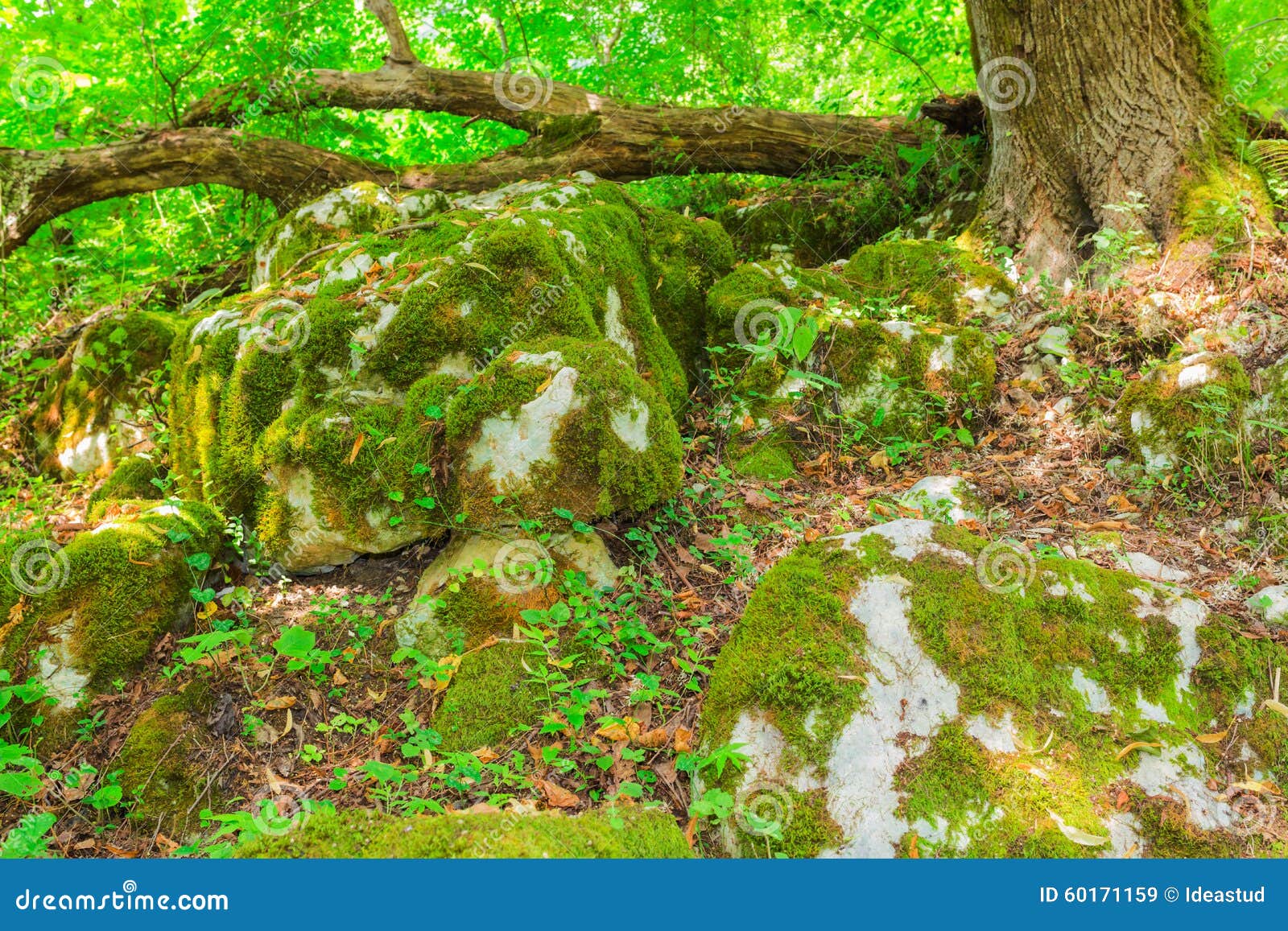 Musgo verde en las rocas imagen de archivo. Imagen de hierba - 60171159