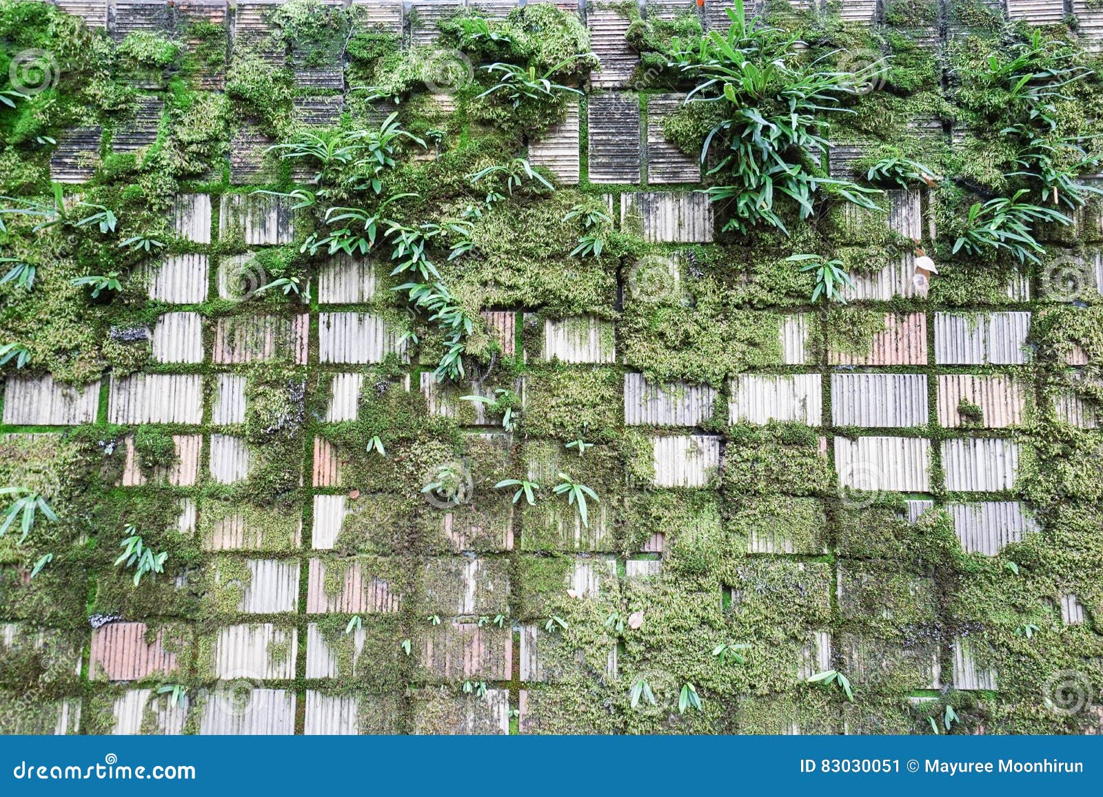 Musgo Verde No Muro De Cimento Imagem de Stock - Imagem de rocha, fundo ...