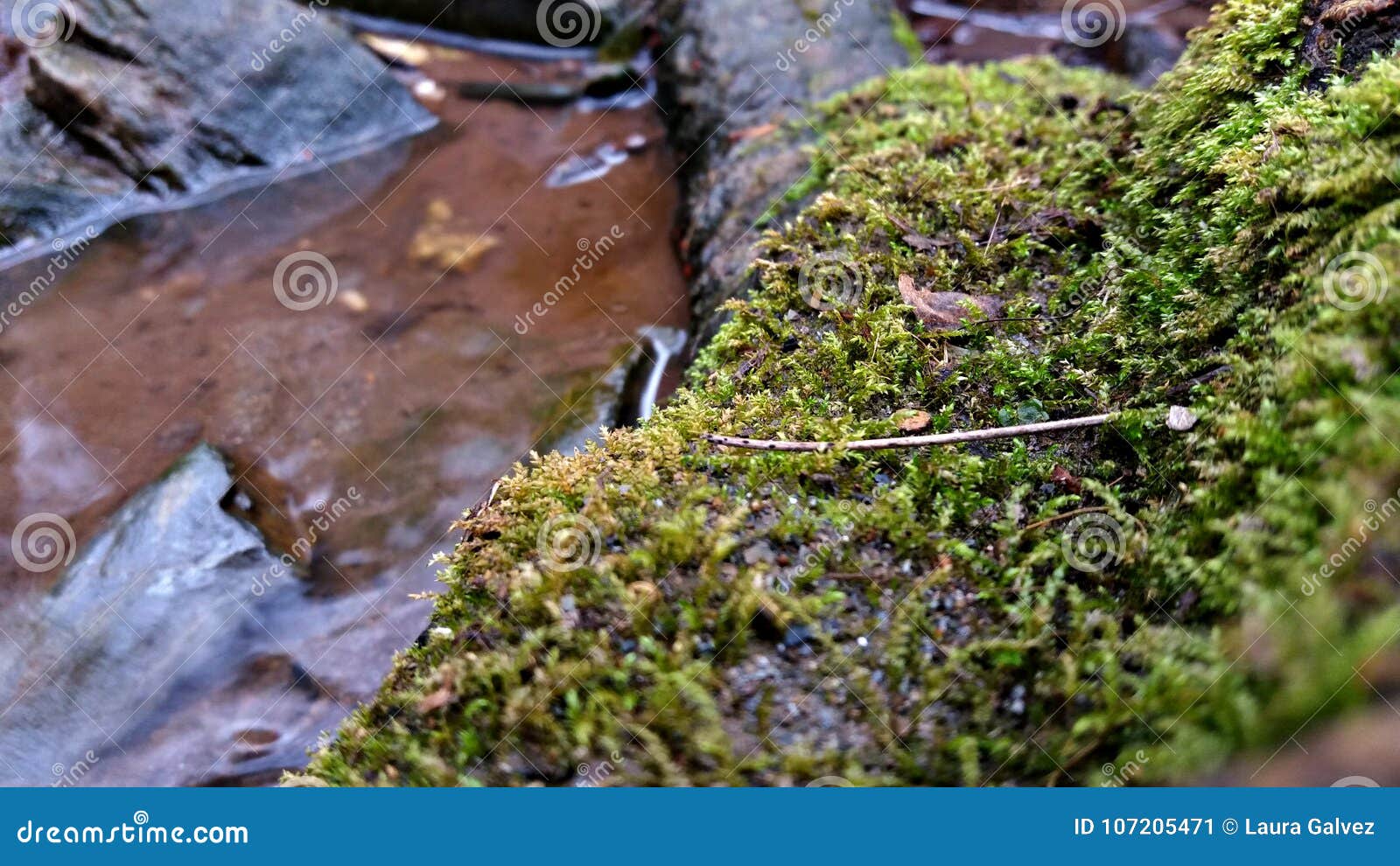 Musgo Verde Que Crece En Una Roca Imagen de archivo - Imagen de roca ...