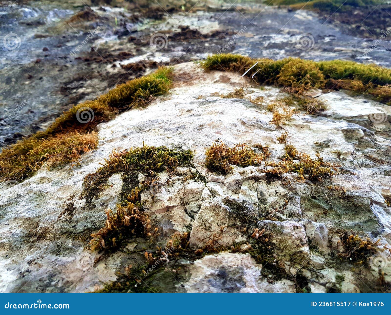 Musgo Verde Que Crece En Una Roca Gris Imagen de archivo - Imagen de ...