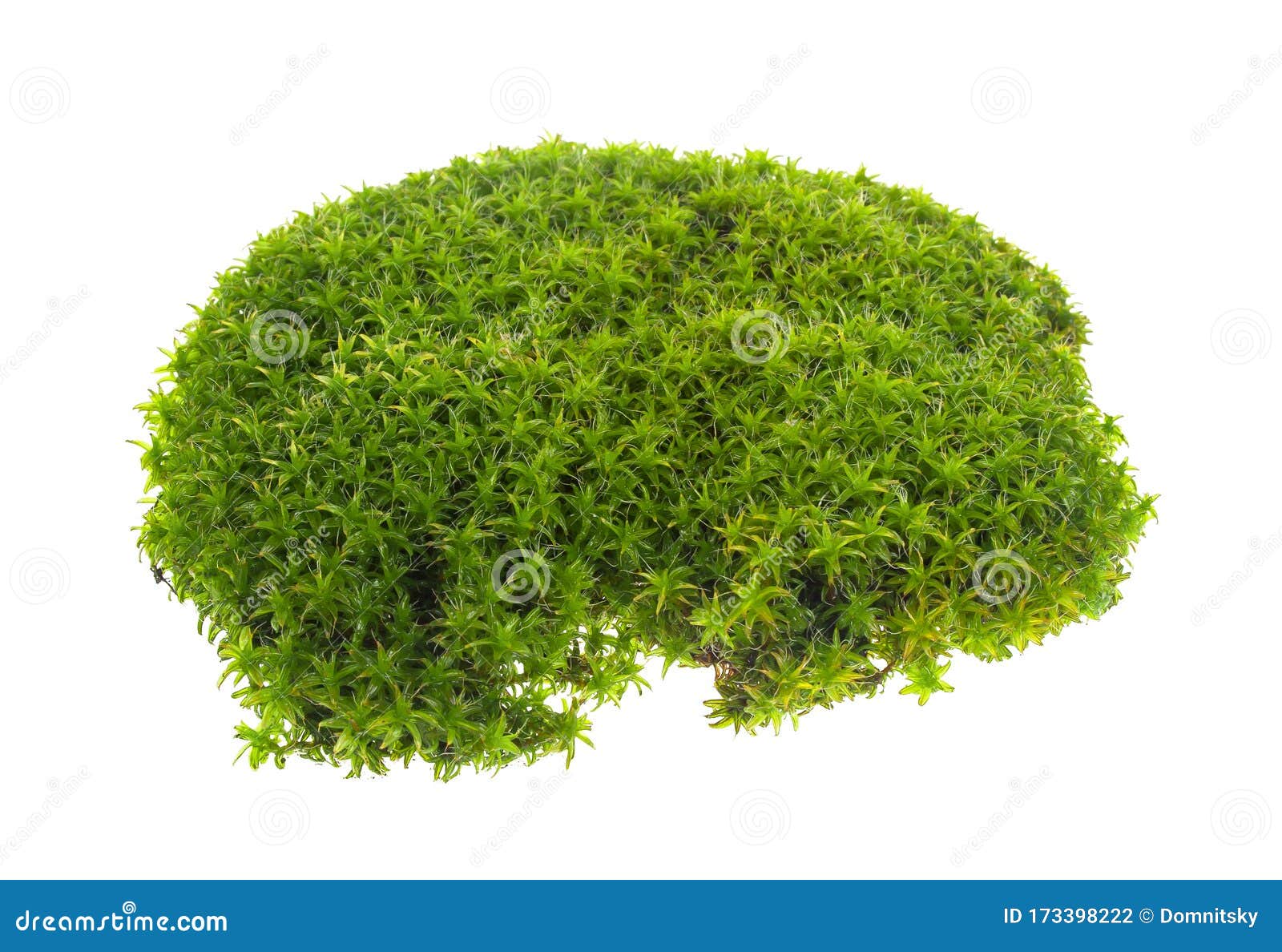 Musgo Verde Sobre Fondo Blanco Foto de archivo - Imagen de liquen ...