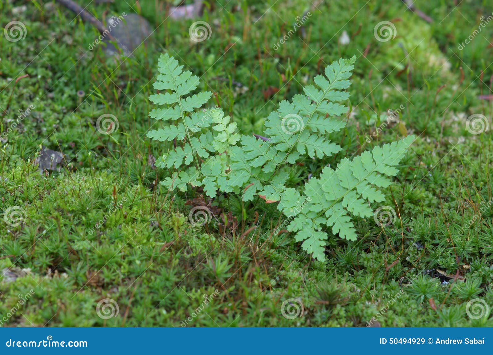 Musgo y helechos imagen de archivo. Imagen de plantas - 50494929