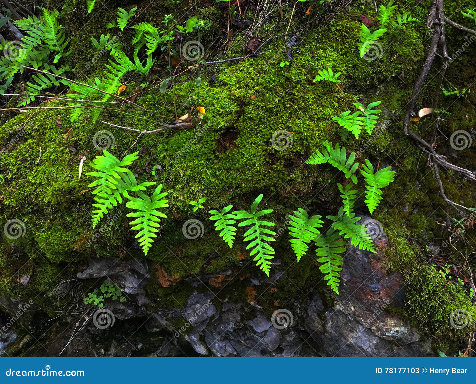 Musgo y helechos imagen de archivo. Imagen de escénico - 78177103