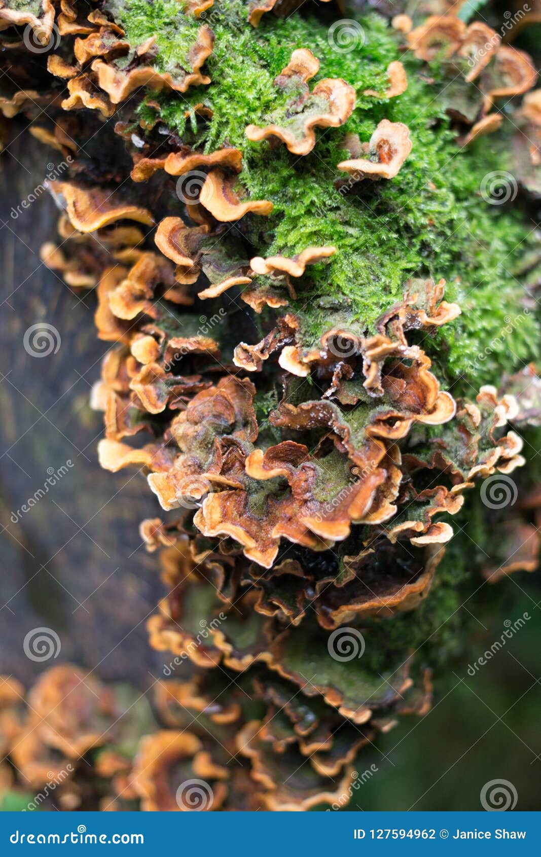 Musgo y hongos en registro foto de archivo. Imagen de fondo - 127594962