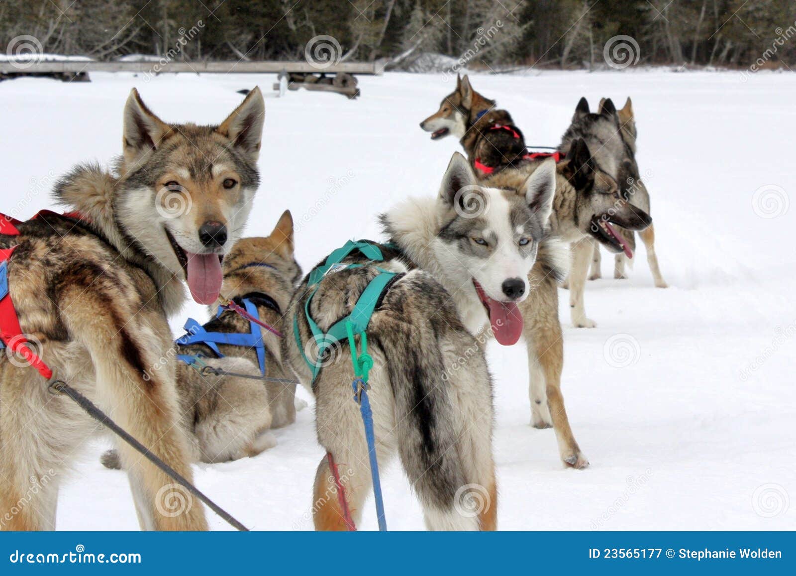 Mush dogs stock image. Image of husky, frozen, sled, iditarod - 23565177