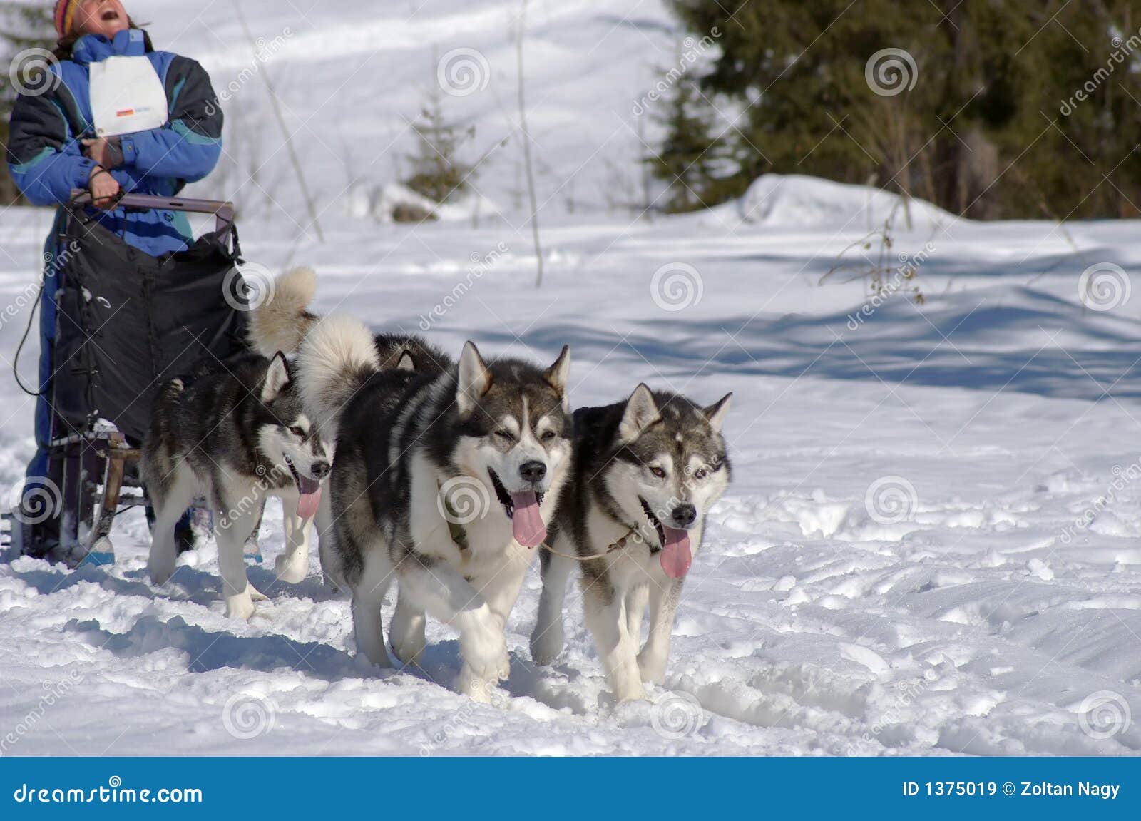 Mush race stock image. Image of sled, tongue, rope, pooch - 1375019
