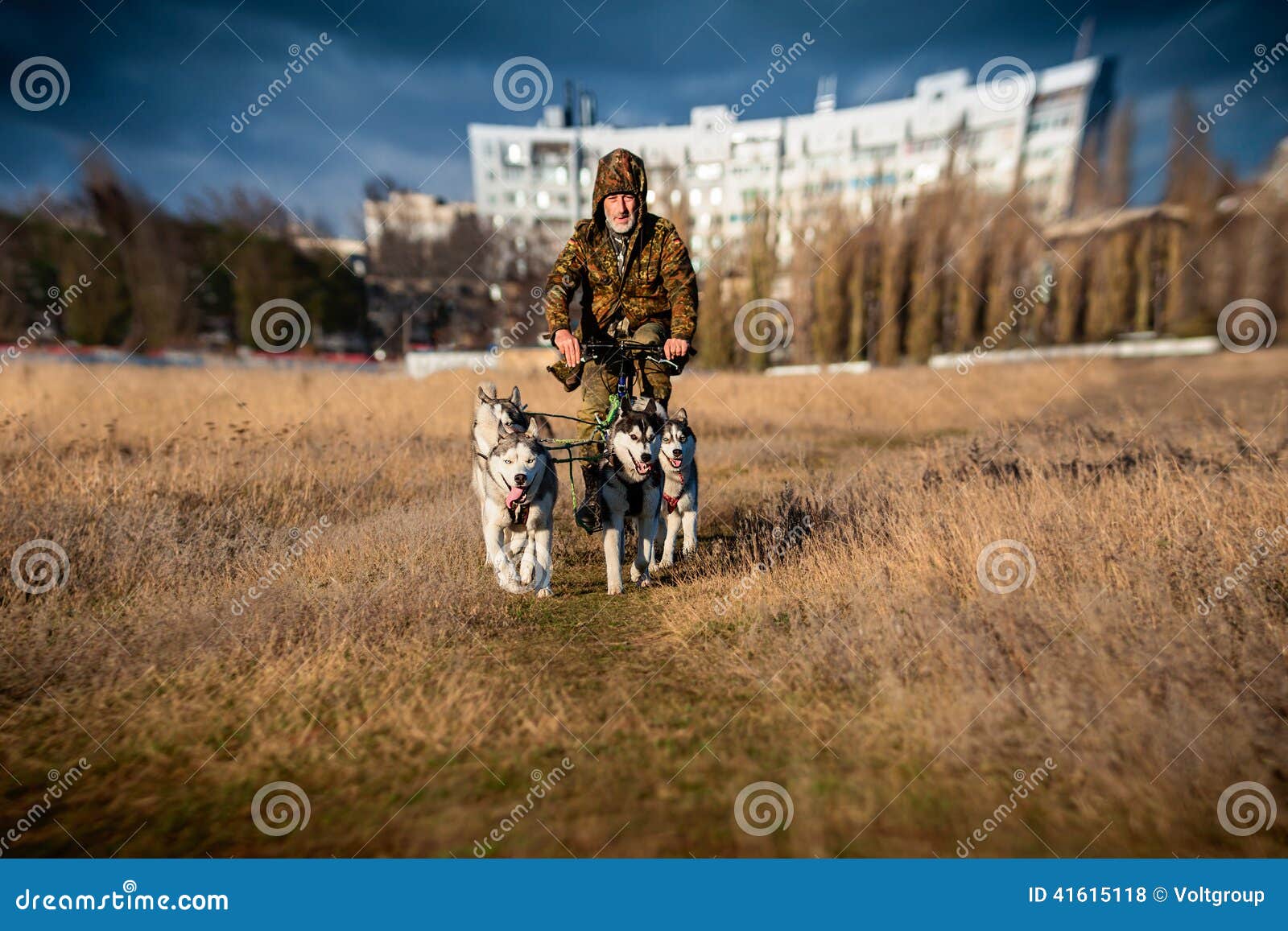 Musher foto de stock. Imagem de movimento, arnês, bonito - 41615118