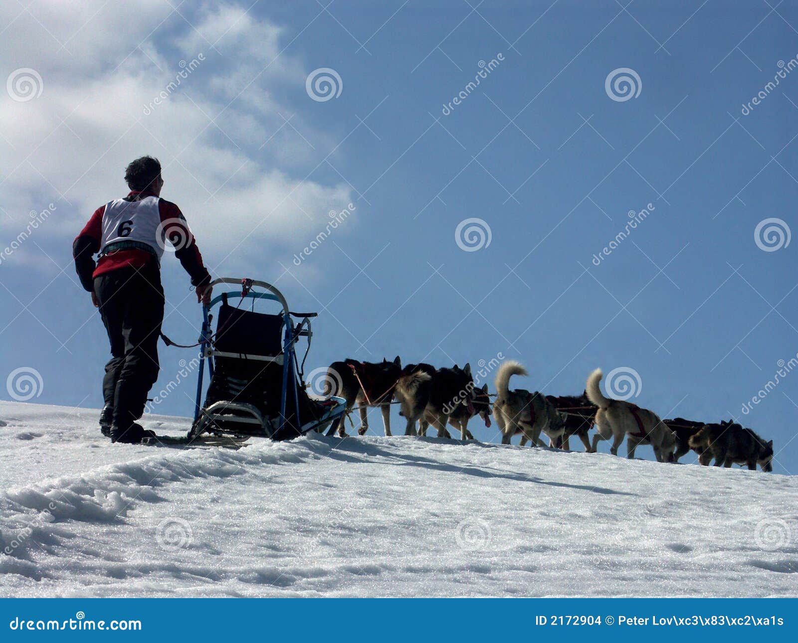 Musher in aktion stock photo. Image of chilly, ride, blur - 2172904