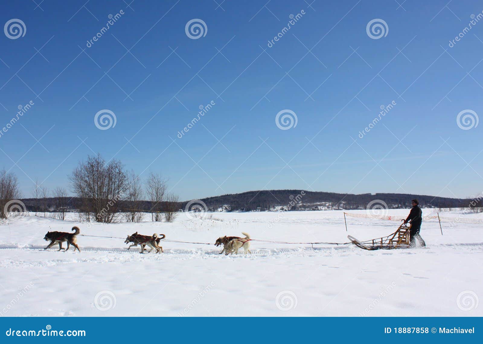 Musher and Its Dogs Team in Canada Editorial Stock Photo - Image of ...
