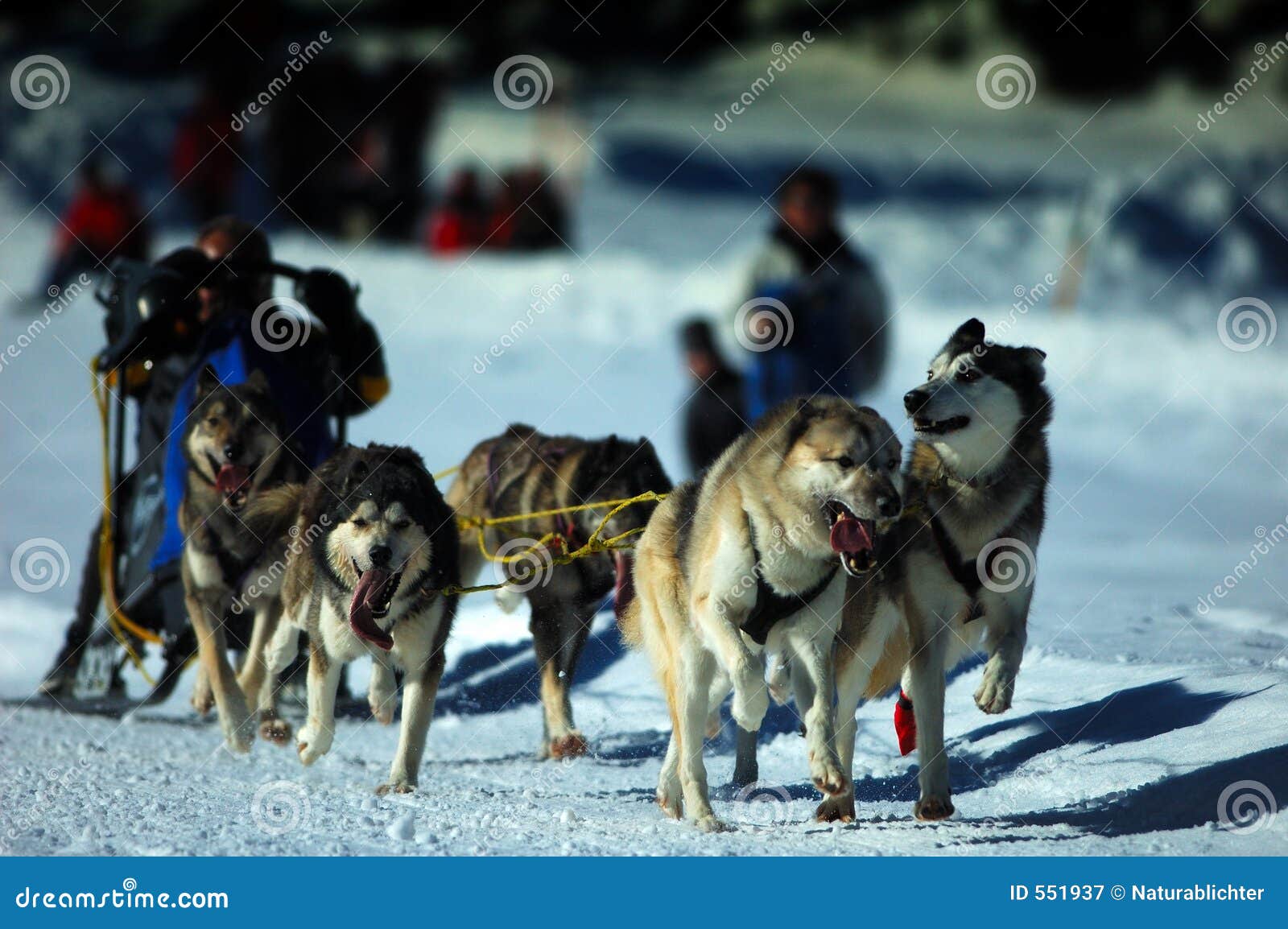 Musher Race stock image. Image of noon, sport, mobile, competition - 551937
