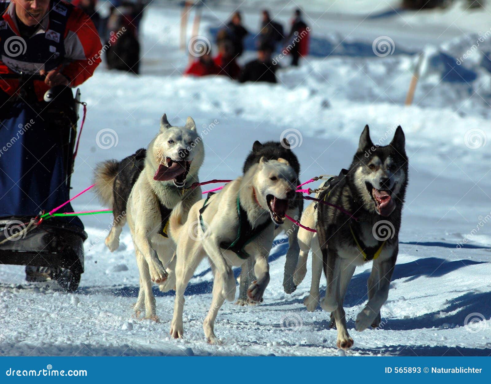Musher race action stock image. Image of spot, action, noon - 565893