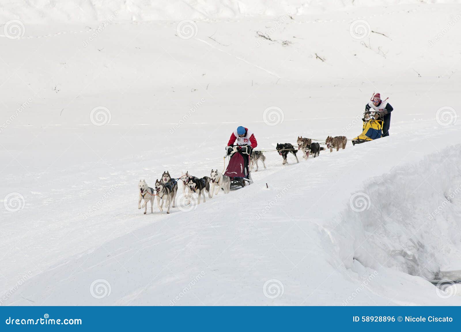 Mushers and Teams of Sled Dog Editorial Photo - Image of musher, race ...