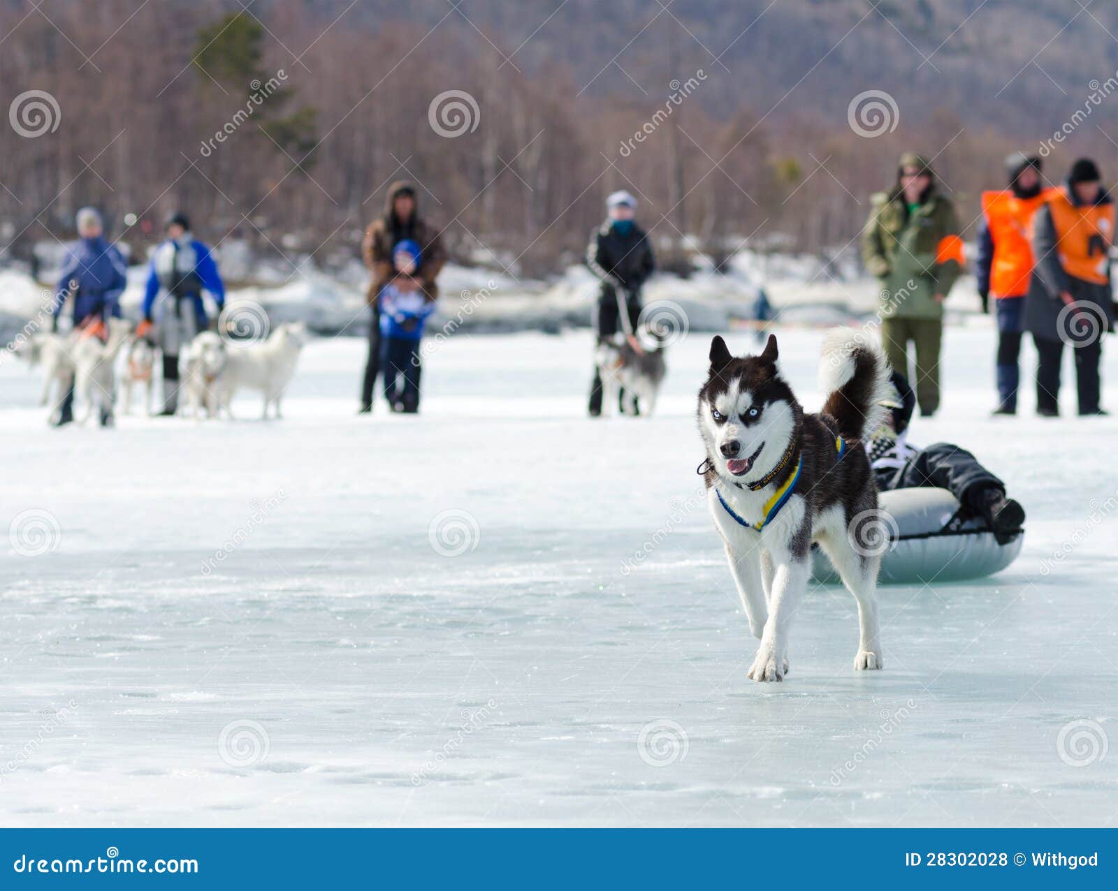 Mushing at Baikal Fishing 2012 Editorial Stock Photo - Image of husky ...