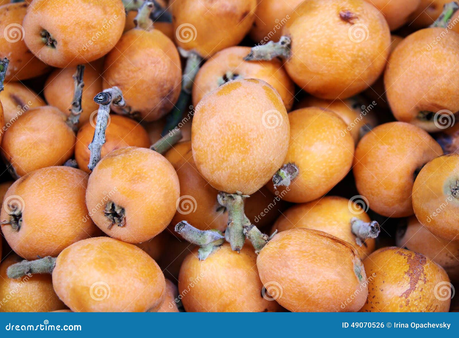 Mushmula fruit stock photo. Image of sweet, yellow, dessert - 49070526