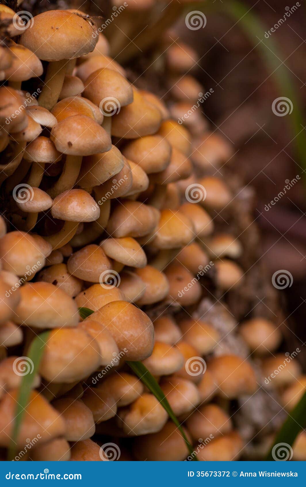 Mushrom colony stock photo. Image of grow, outdoors, beautiful - 35673372