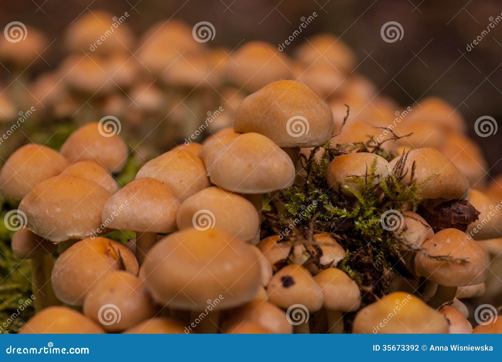 Mushrom colony stock photo. Image of fungi, forest, natural - 35673392